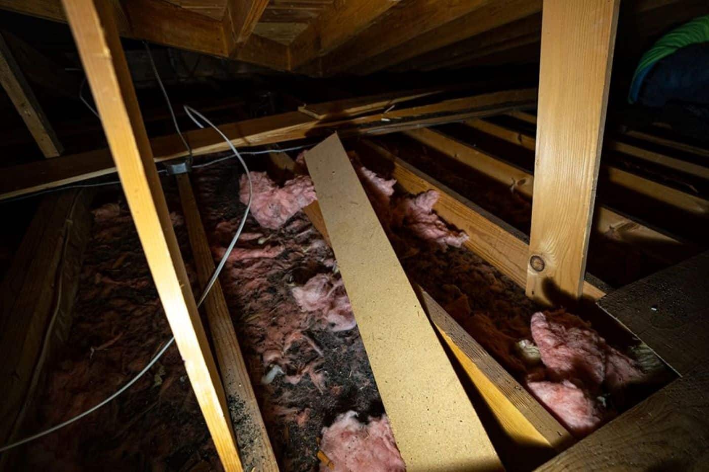 Unusual Attic Problems Our Experts Have Encountered - Lindus